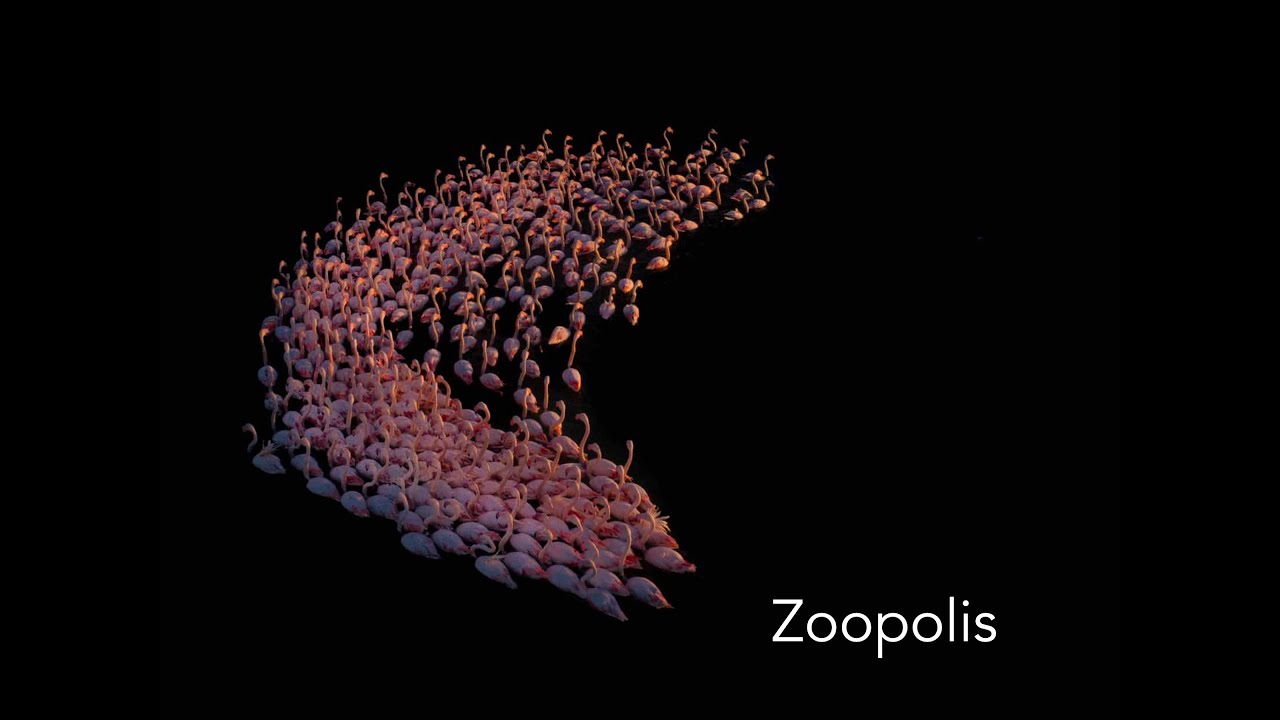 zoopolis - YouTube