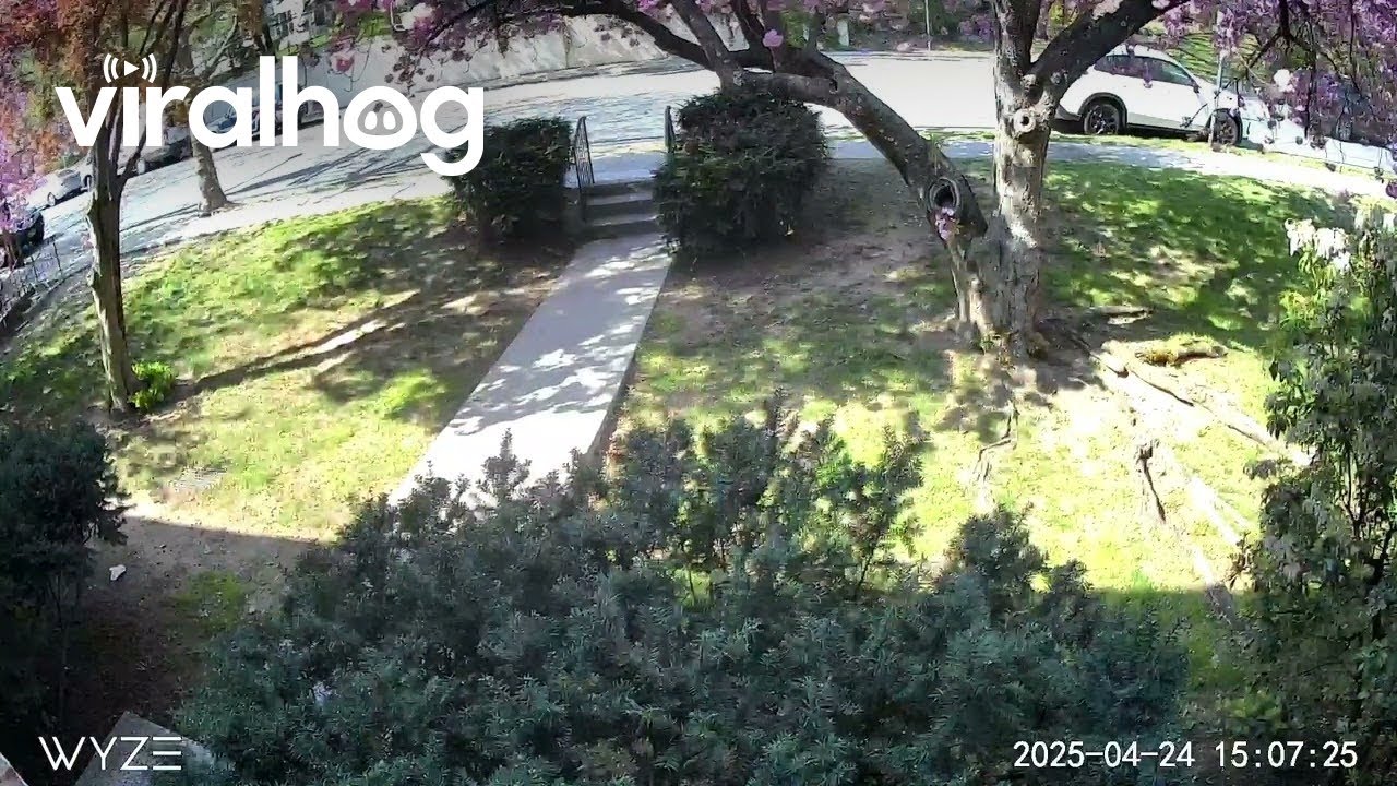 Lady Claims She Tried Avoiding an Oncoming Car || ViralHog - YouTube