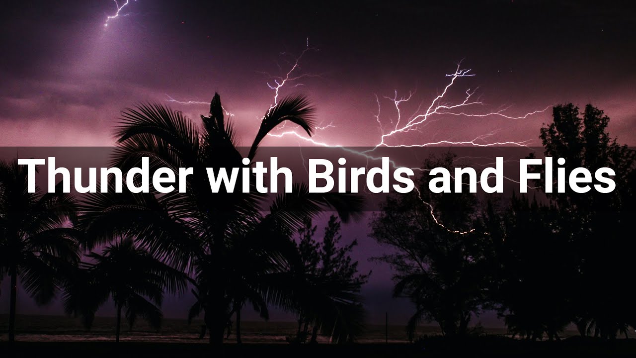 Thunder With Birds And Flies • Weather • Sounds Effects (No Copyright ...