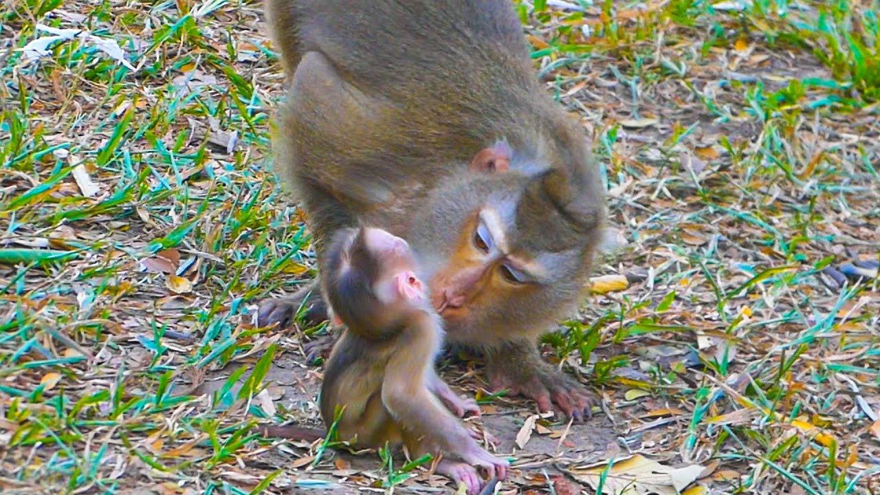 It's Gorgeous?? Monkey Libby lip-smacking to comfort Lily to keep walking - YouTube