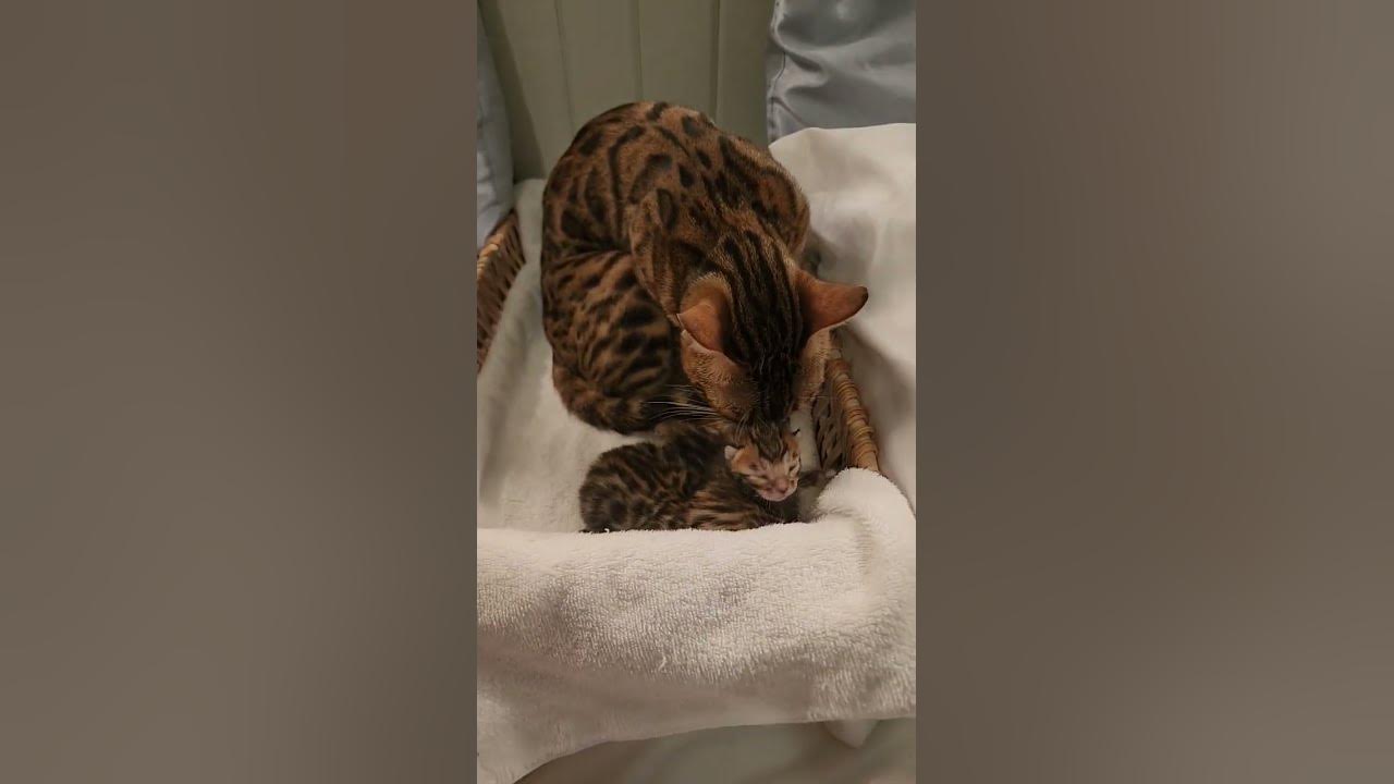 Five Day Old Bengal Kittens With Their Mom Bengal Kittens Bengalkittens Meow Cat Cute