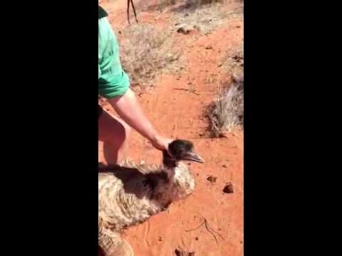 Just riding my emu to work no big deal - YouTube