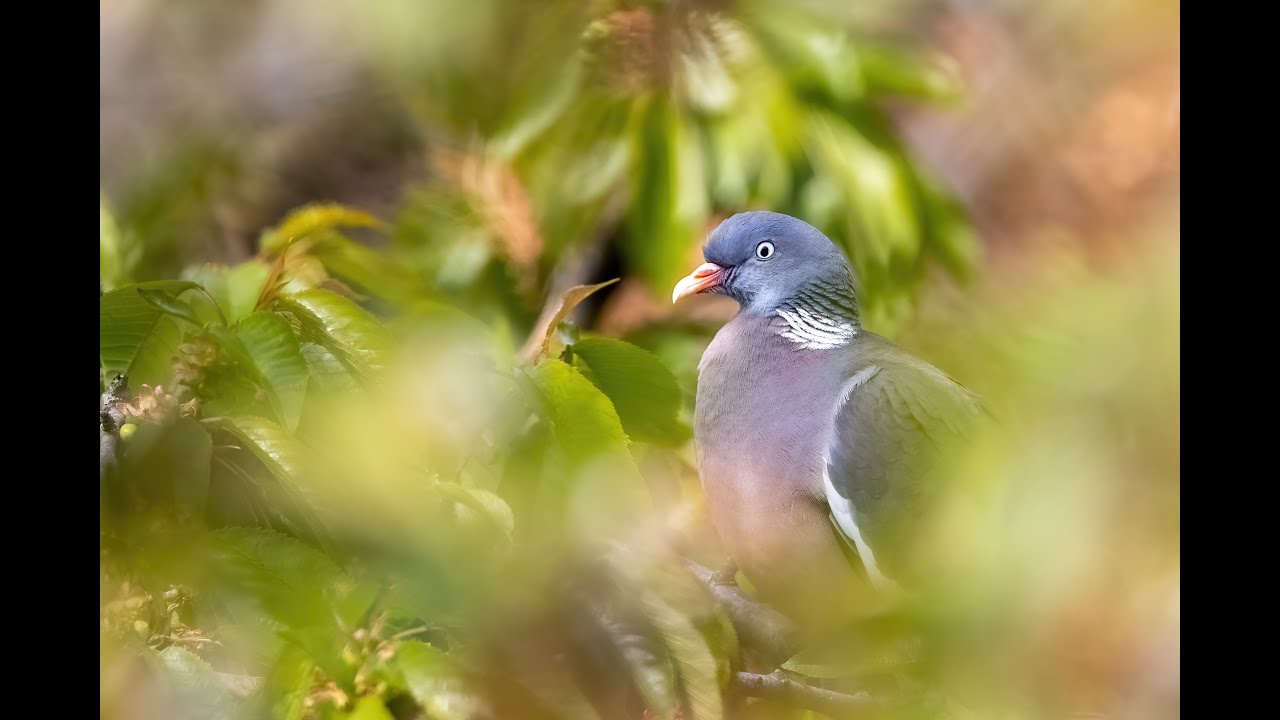 Örvös galamb (Columba palumbus) common wood pigeon - YouTube