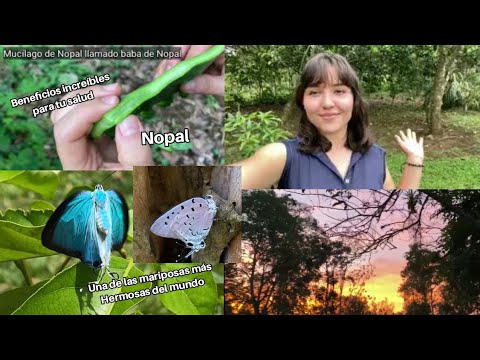 Mariposa turquesa + Nopal para tu Salud - YouTube
