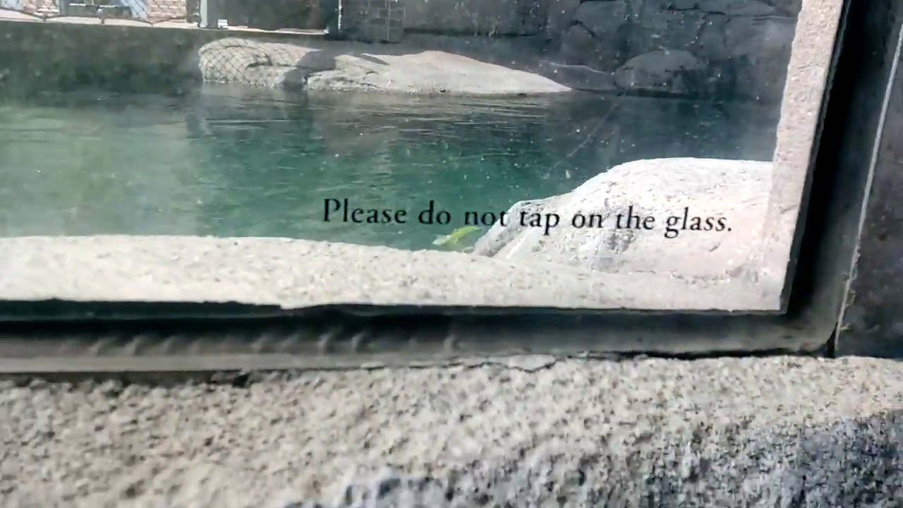 Do not tap the glass - YouTube