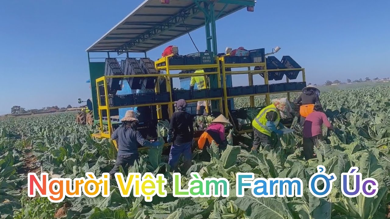 Cuộc Sống Úc l Người Việt Làm Farm Ở Úc Ra Sao l Làm Nông Ở Úc - YouTube