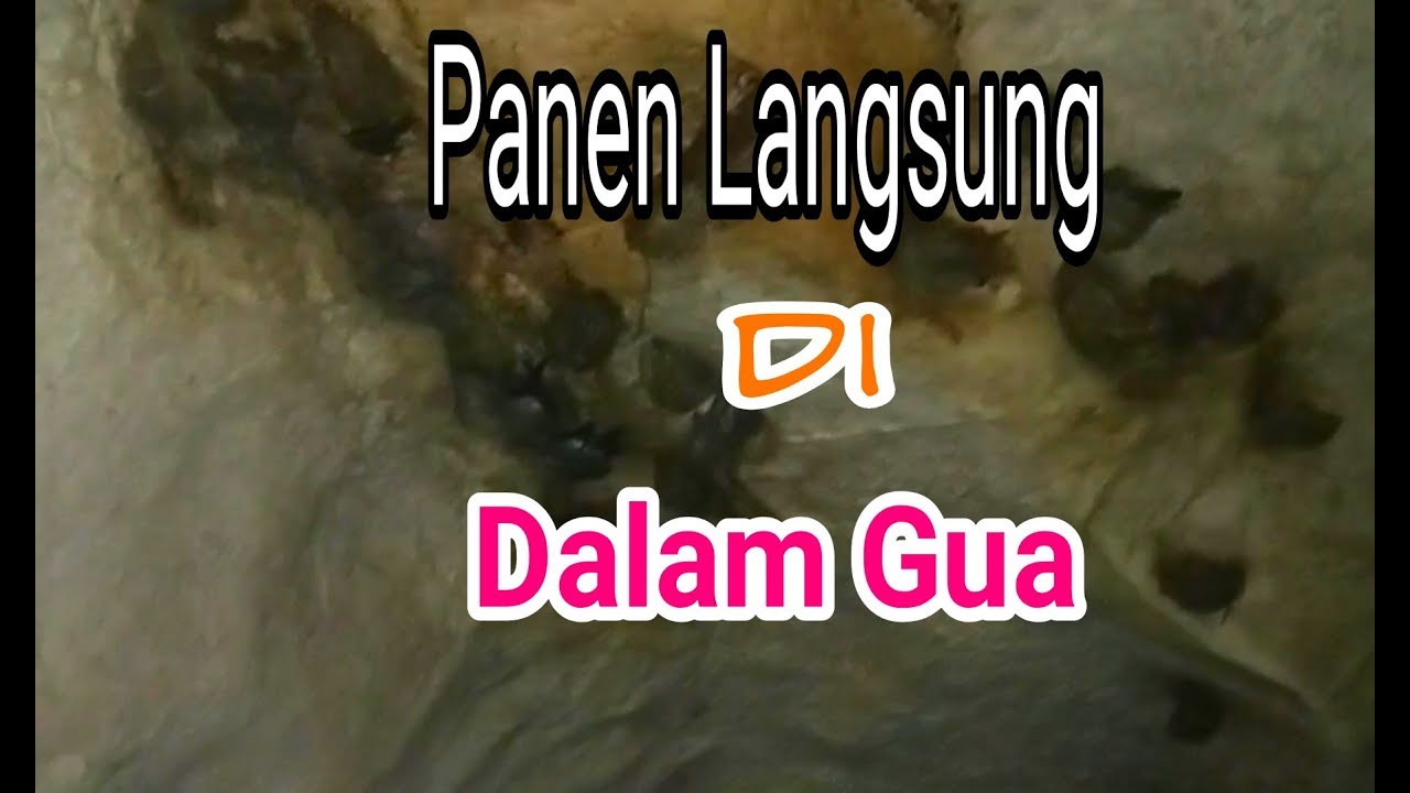 Panen Langsung Sarang Walet Di Dalam Gua - YouTube