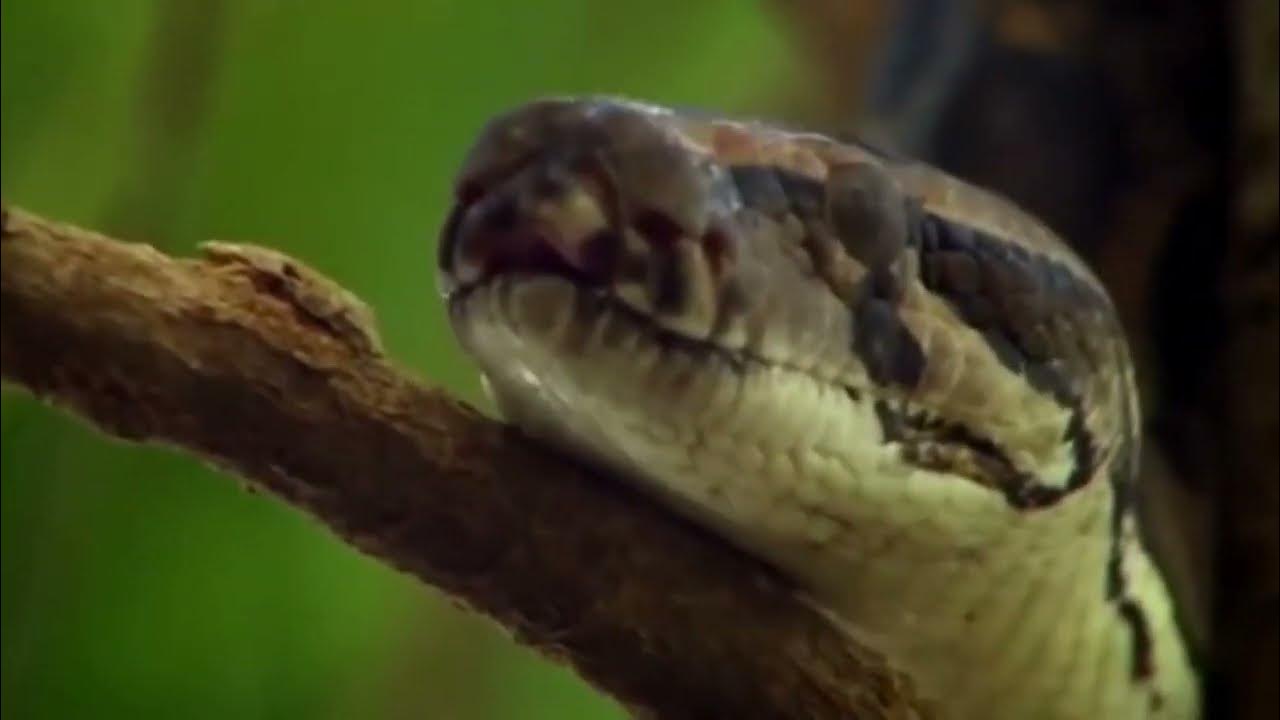 Burmese python - YouTube
