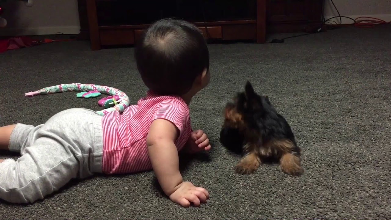 Yorkie Attacks Baby - YouTube
