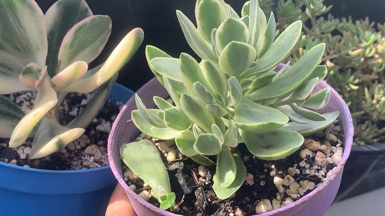 3 Tipos de Crassulas pouco mostradas, que gostam de bastante sol e ...