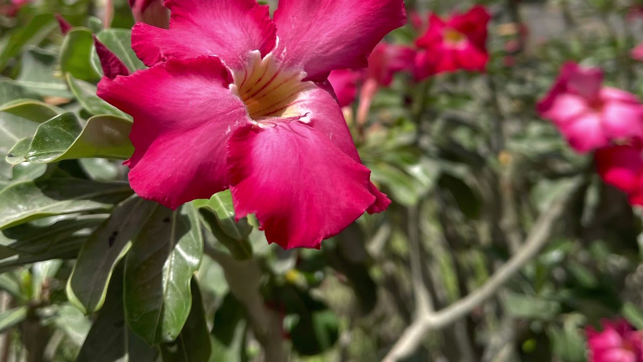 Kalachuchi in Middle East. - YouTube