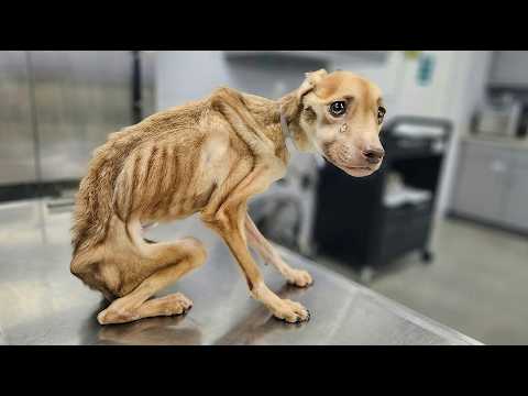 She Trusted Them to Love Her… 4 Years Later, This Is All That’s Left