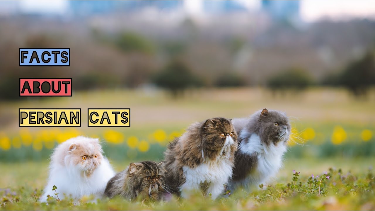 7 Facts about Persian Cats in the World - YouTube