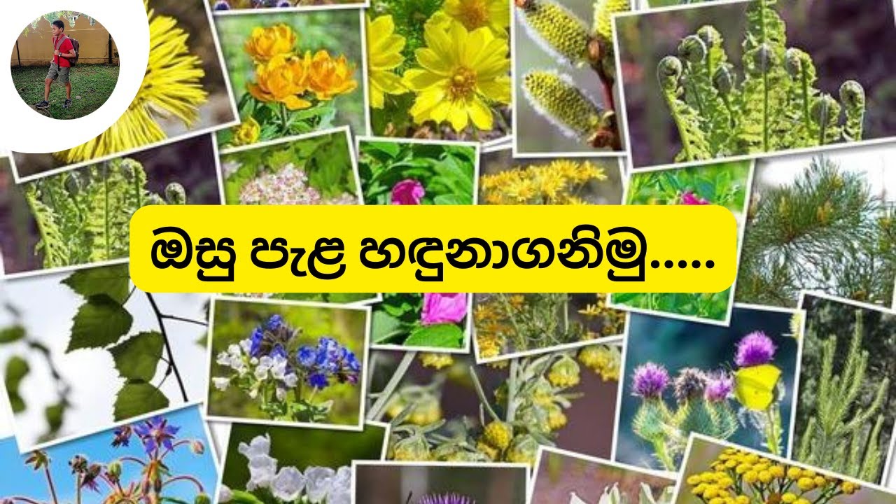 ඔසු පැළ හඳුනාගනිමු | SANDAS RANSARA - YouTube