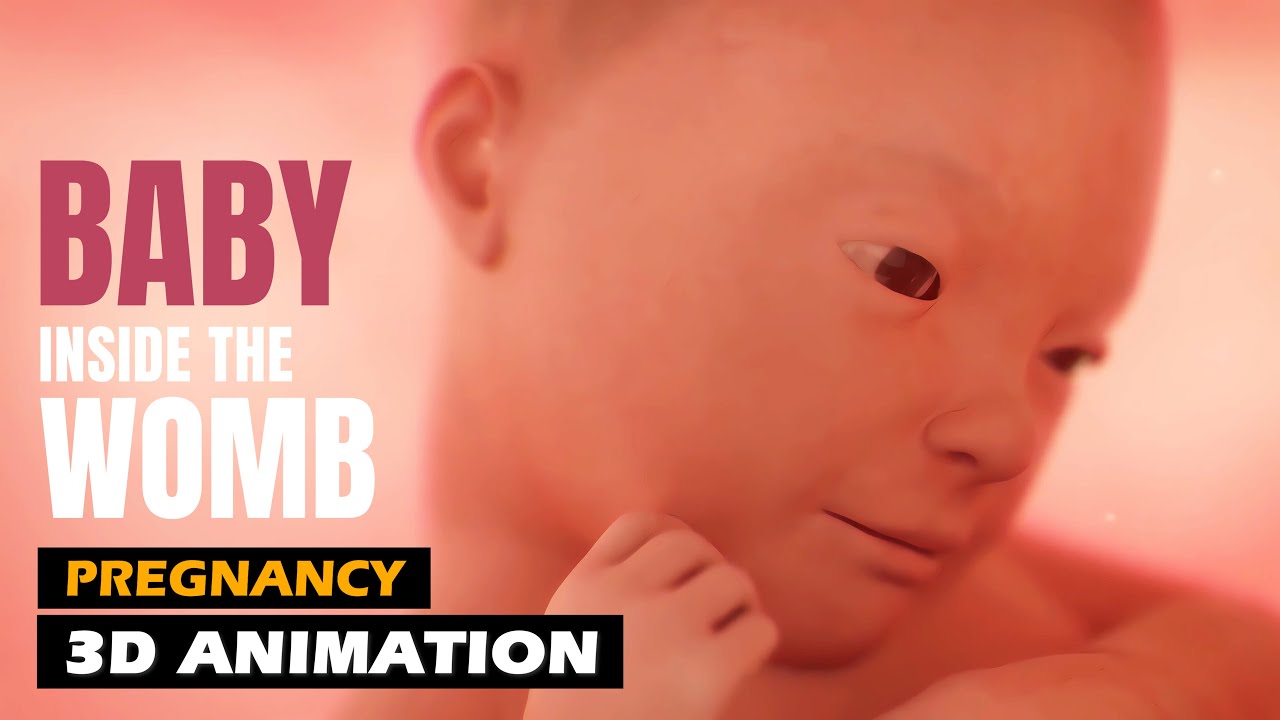 Baby Inside The Womb - Pregnancy : Week by Week | 3D Animation - YouTube