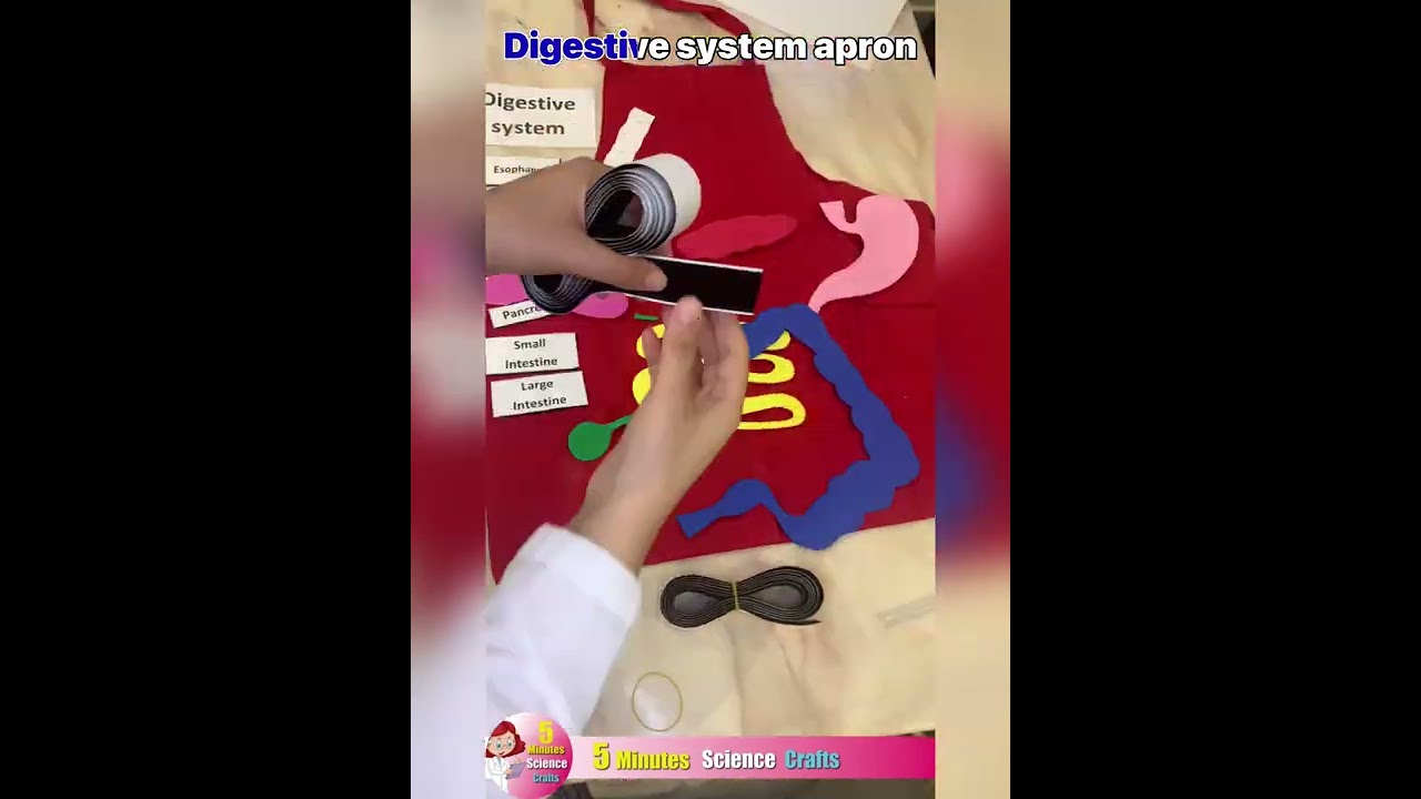 Digestive system apron - YouTube