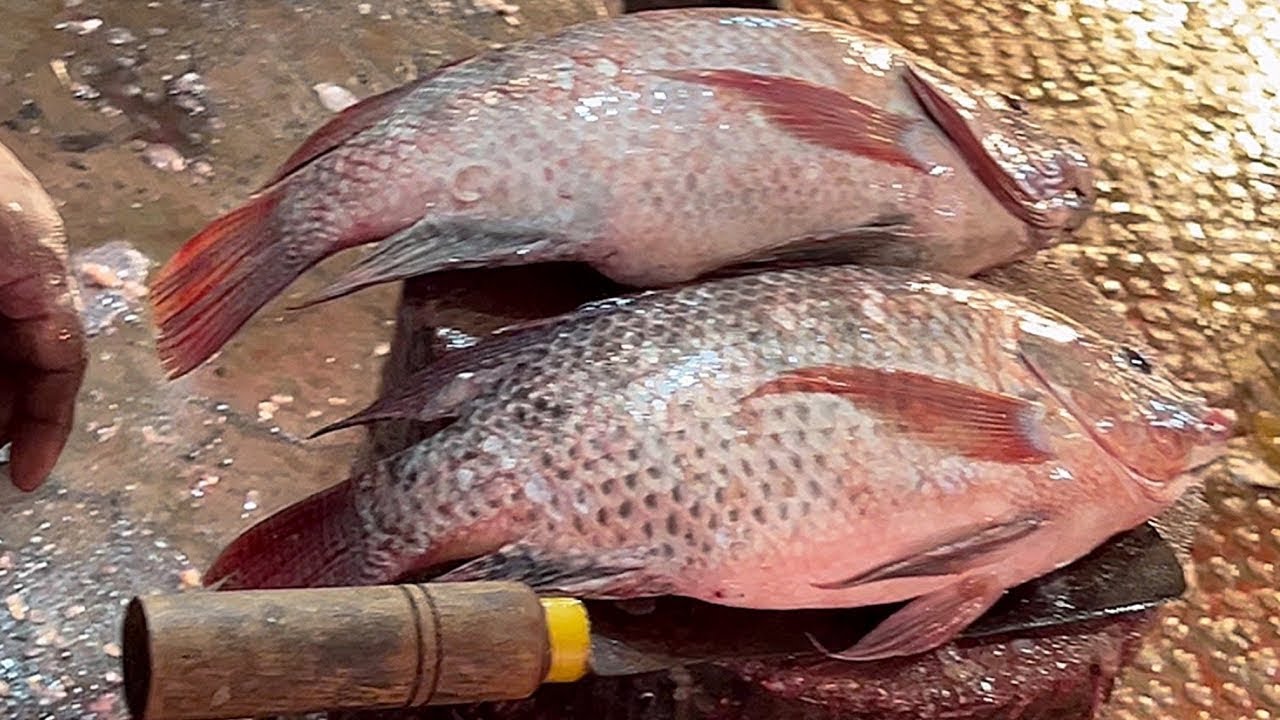 Big Telapia fish cutting | Amazing Fish Cutting Skills | Fish Cutting ...