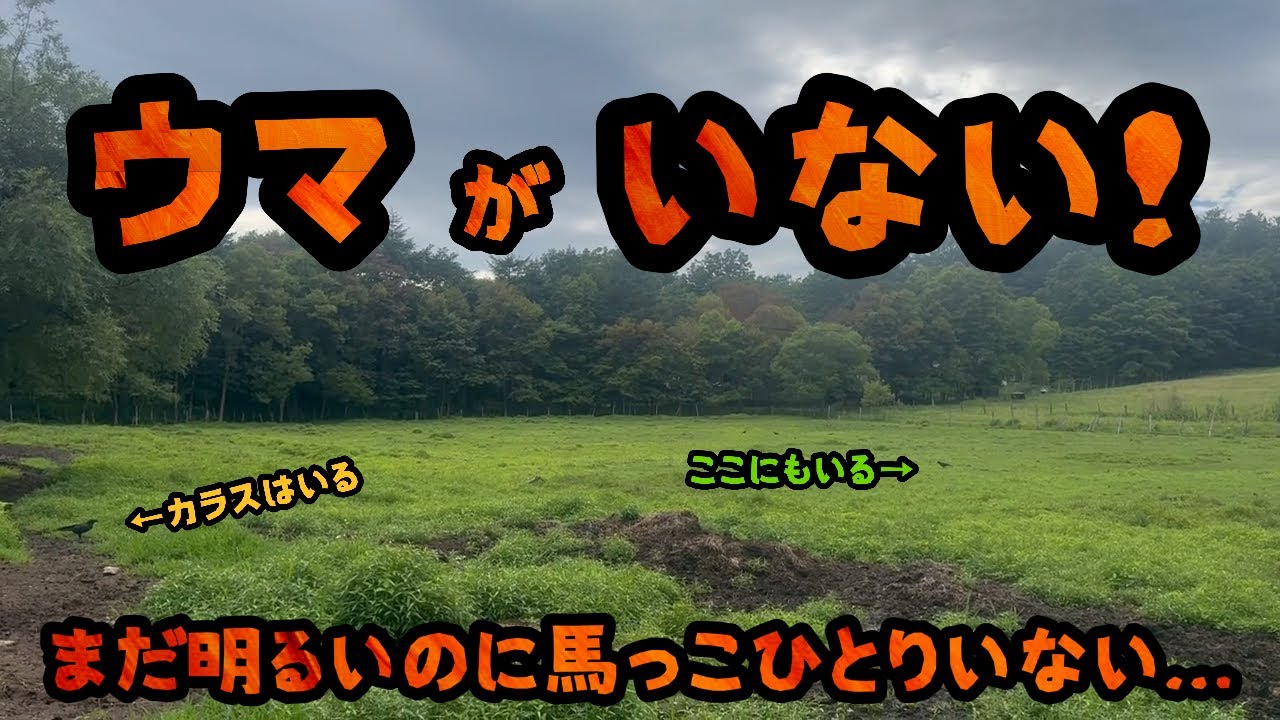 【馬の赤ちゃん】【馬の苦手なもの】馬がいない！まだ明るいのに馬っこひとりいない… - YouTube