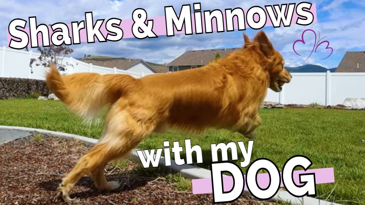 How I PLAY TAG with Service Dog BUDDY! // Dog training & enrichment ...