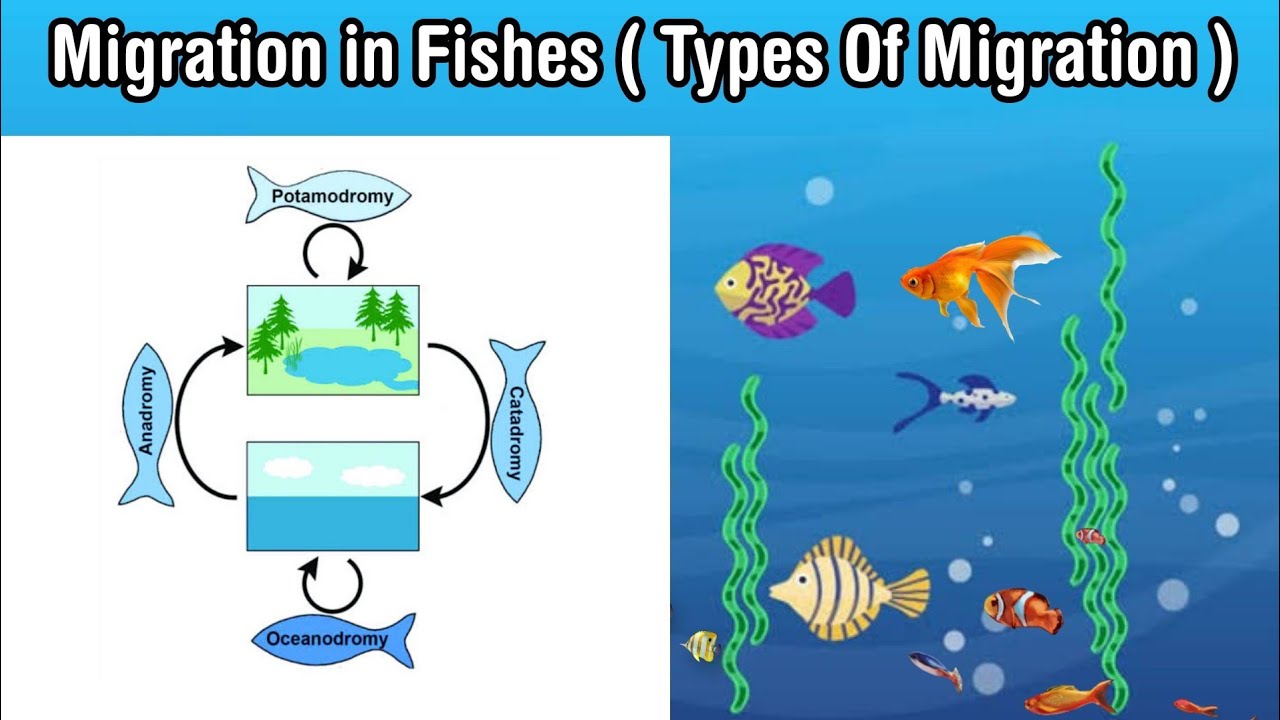 Migration in fishes | types of fish migration in Hindi - YouTube