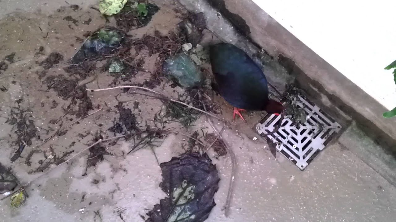 London Zoo tropical bird house walkaround - YouTube