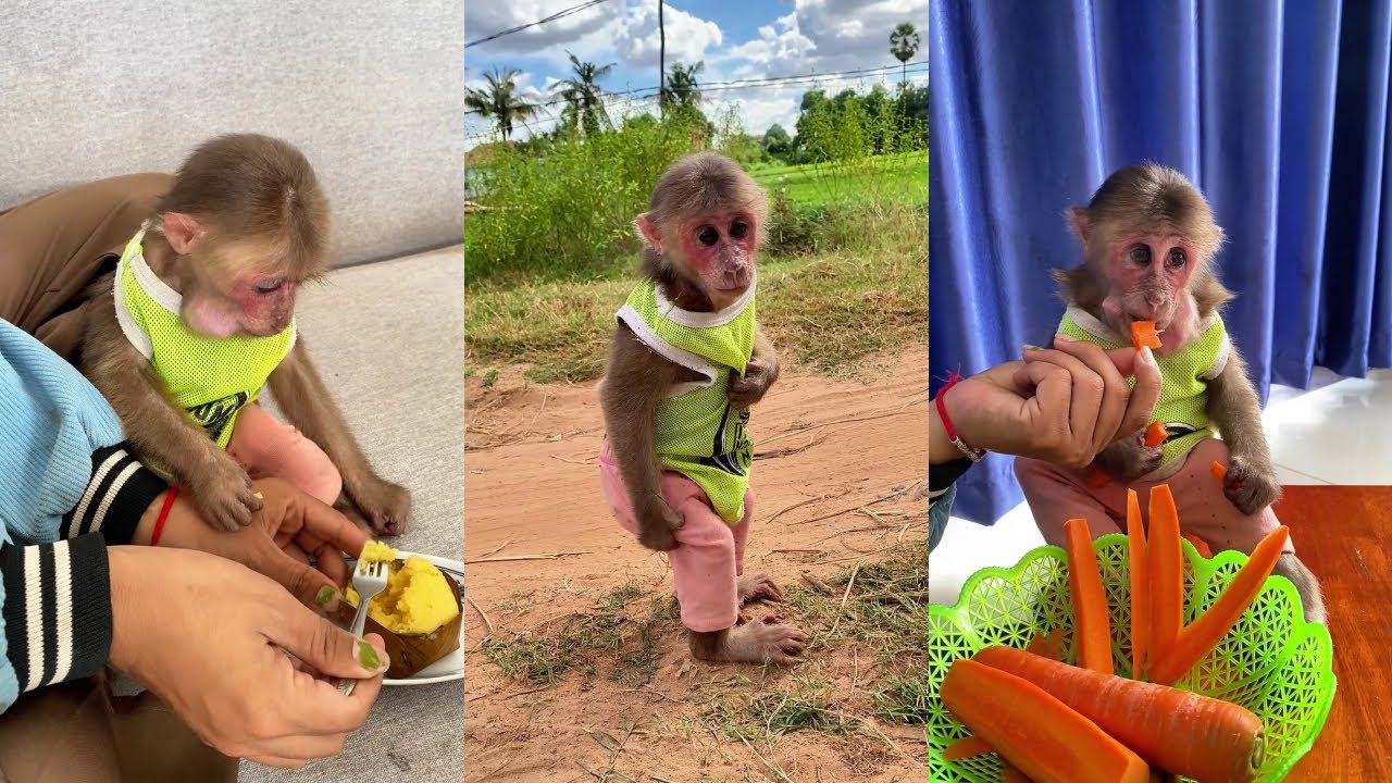 Adorable and smart monkey Icy....🐵🍽️ #Wildlife 010🐒💥| #monkey #shorts ...