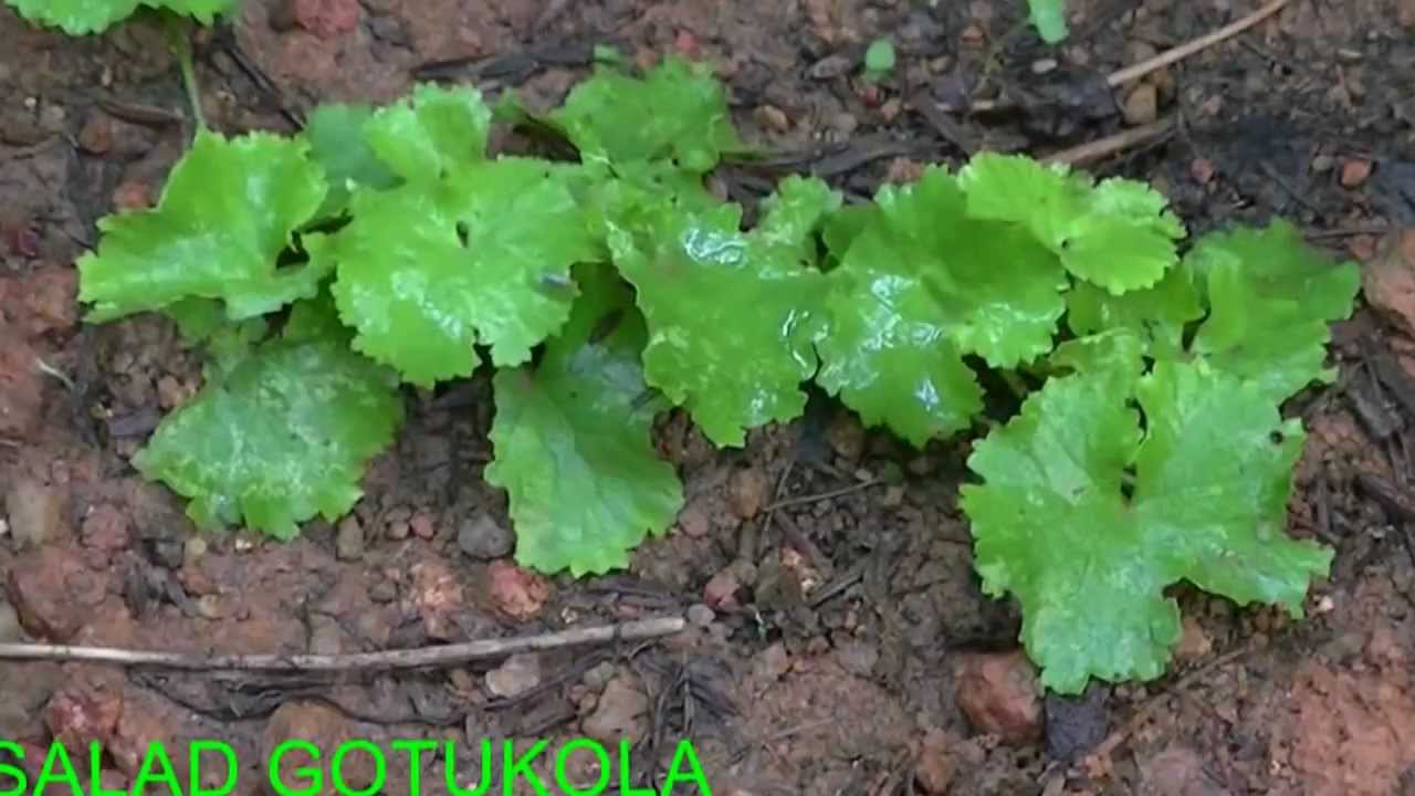 3 type of GOTUKOLA Sri Lanka - YouTube