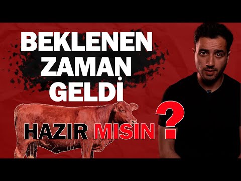 Dünyanın Sonunu Getirecek Kehanet: Kırmızı İnek Kurbanı