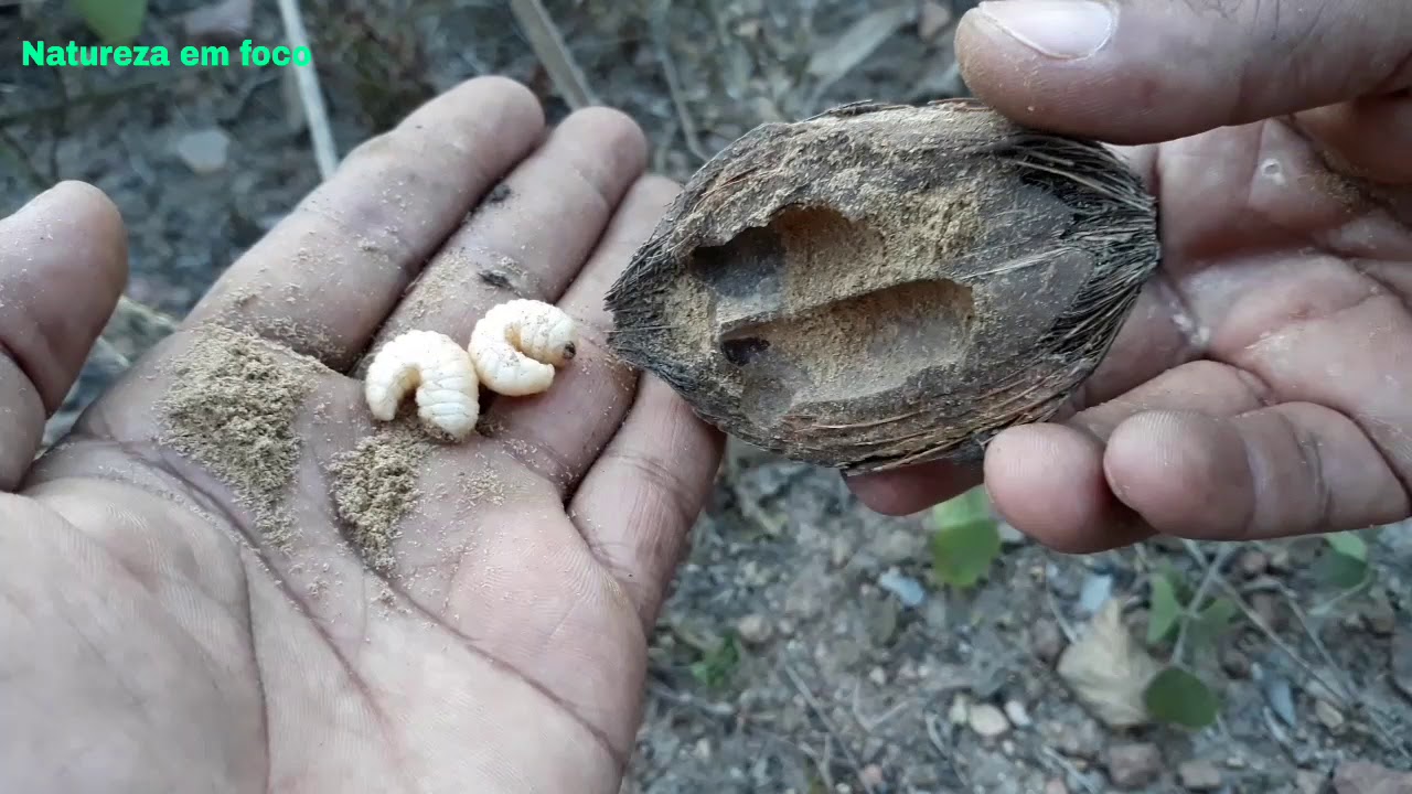 Conheça o Gongo do Coco Babaçu - YouTube