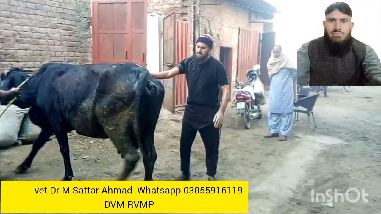 step-by-step process of correcting uterine prolapse in cow | dr M Sattar Ahmad - YouTube