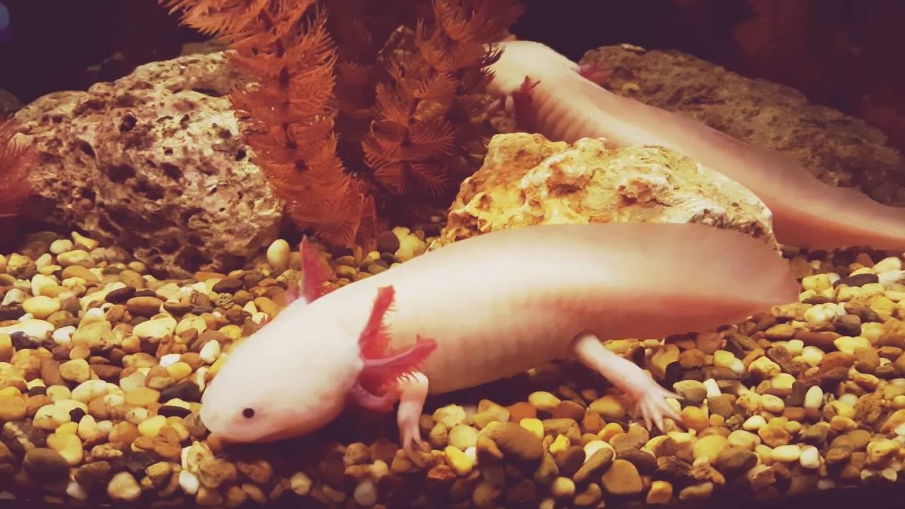 FISH WITH 4 LEGS - YouTube