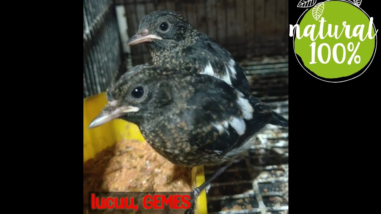 Burung Decu//Anakan Burung Decu - YouTube