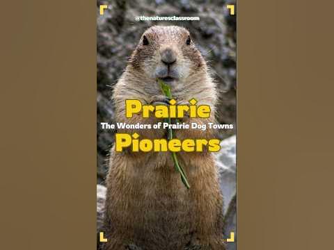 Prairie Pioneers:The Wonders of Prairie Dog Towns #shorts #prairiedogs ...