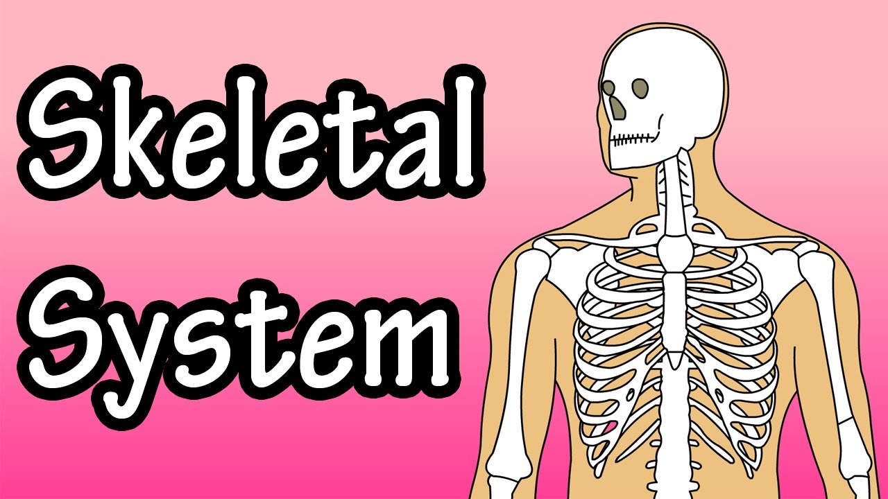 The Skeletal System Skeletal System Functions Skeletal System