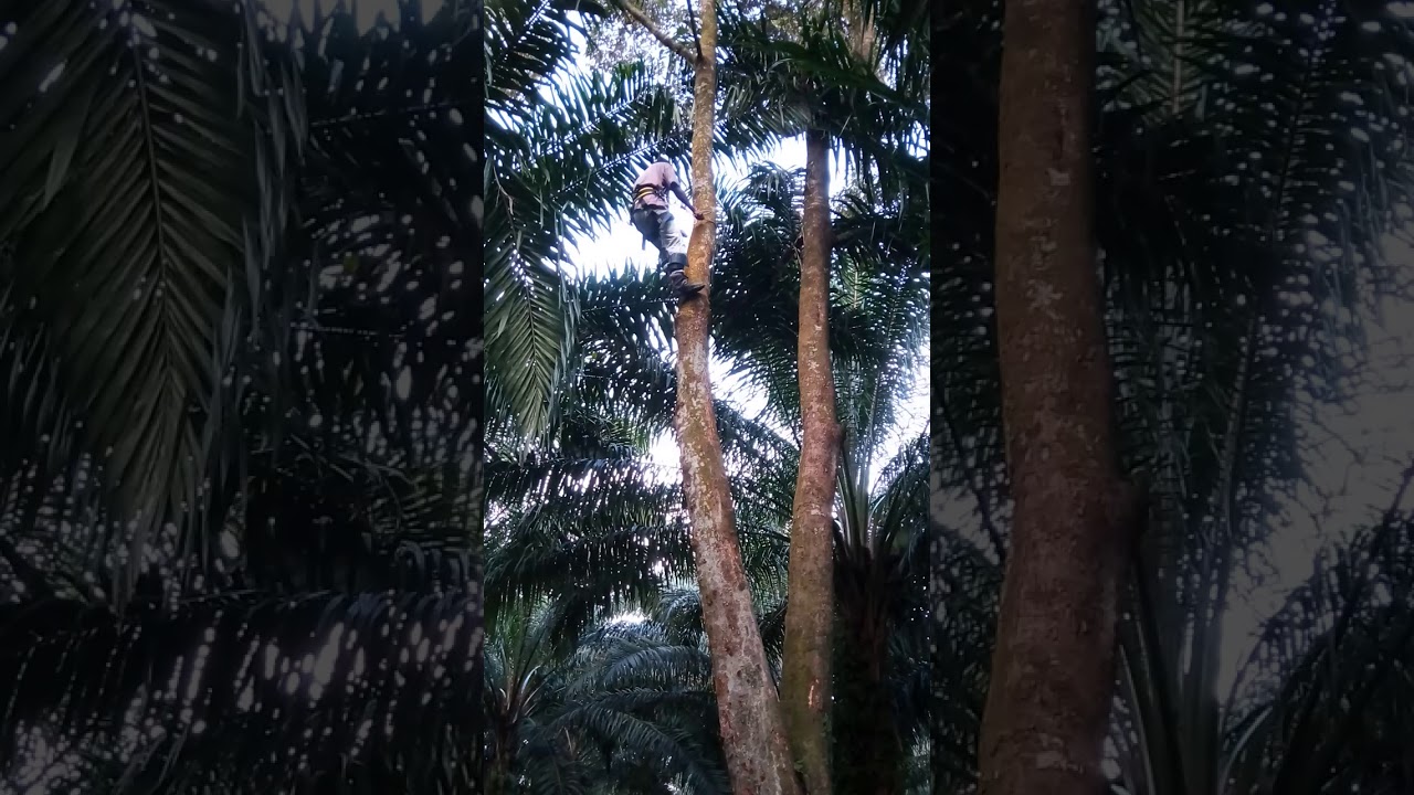 Tree climbing spike 101 - YouTube