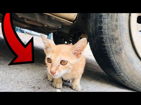 car crushing with real cat and Doritos, drinks and more....# ...