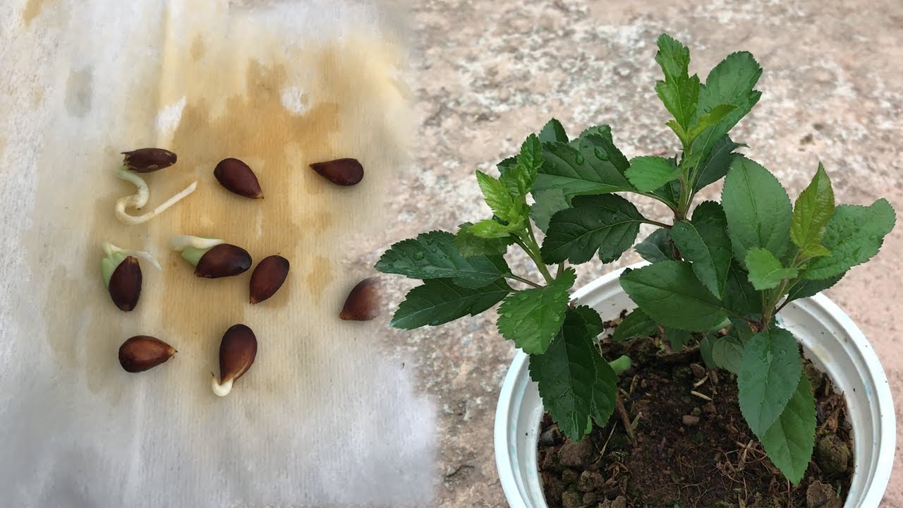 Planting Apple Seeds Growing Apples From Seed – PricklyCider.com