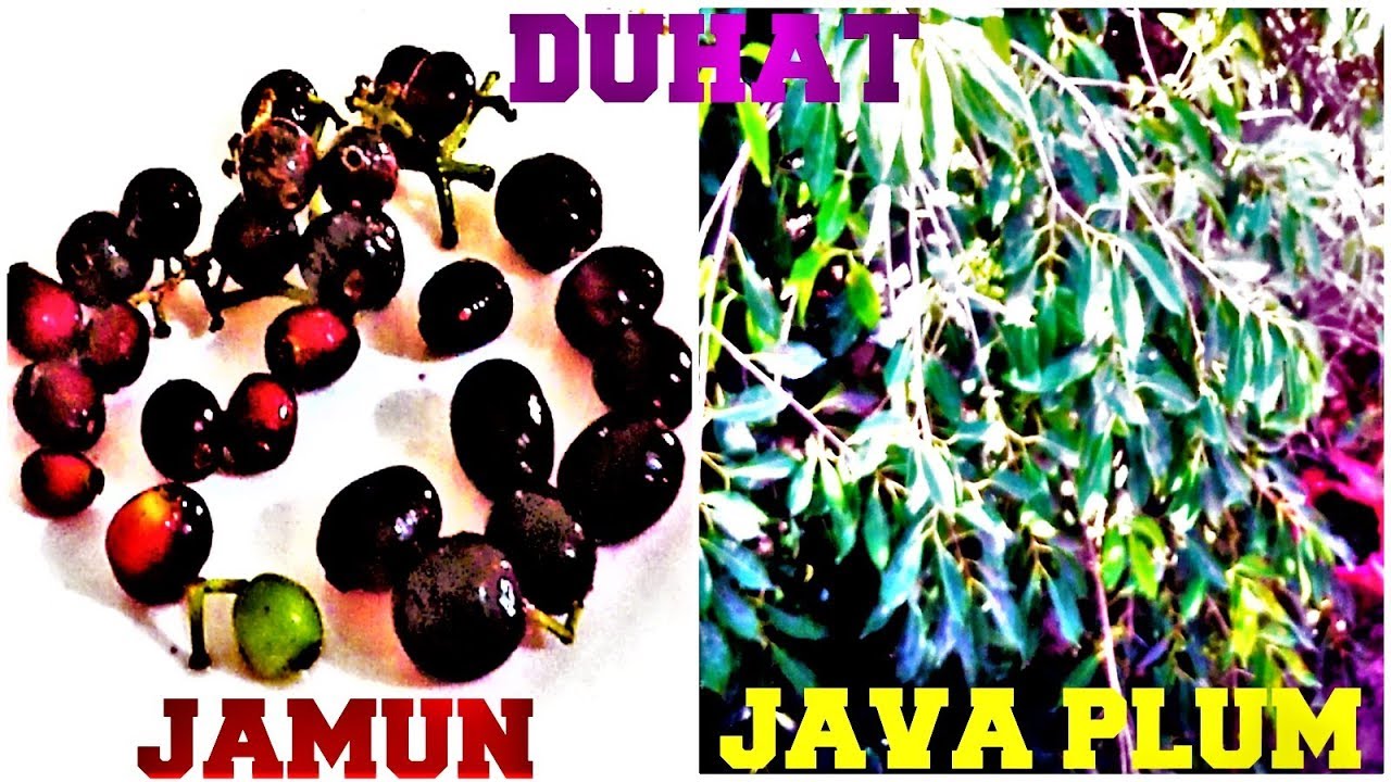 Duhat Health Benefits/Jamun Smoothie Recipe - YouTube