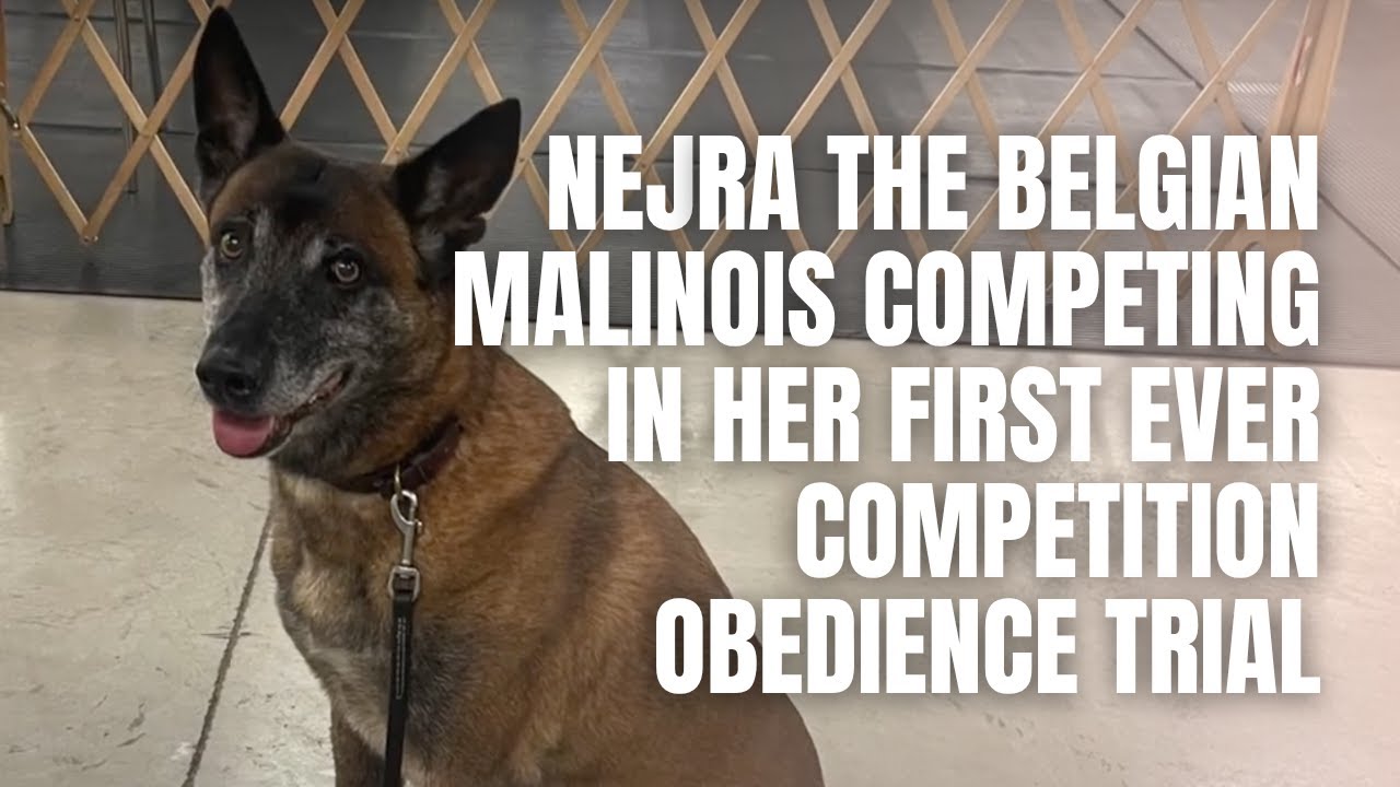 Nejra the Belgian Malinois Competing in Her First Ever Competition ...