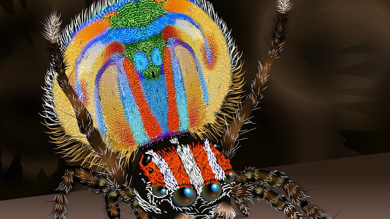 Top 5 Most Beautiful Spider Pictures - YouTube