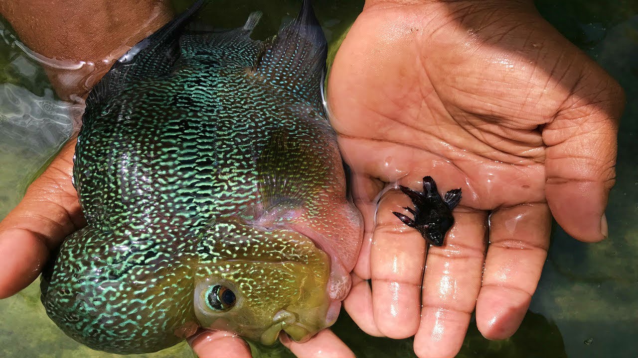 será que se a creado una nueva especie de pez en el criadero - YouTube