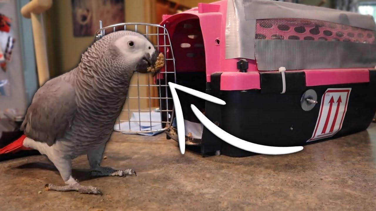 First Time Crate Training Bean The African Grey Parrot - YouTube