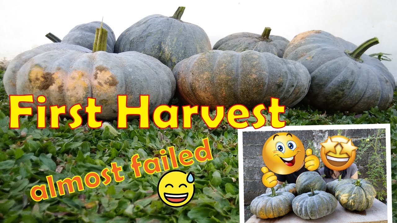 Harvesting Kalabasa - YouTube