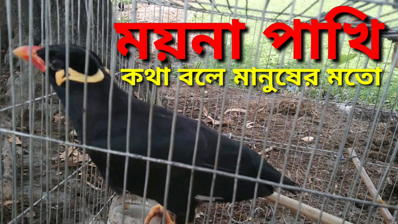ময়না পাখি || কথা বলা ময়না পাখি || myna bird || moyna bird - YouTube