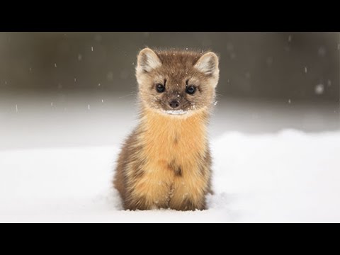 KUNA! Okouzlující lovec! Kuna vs kočka a jestřáb!