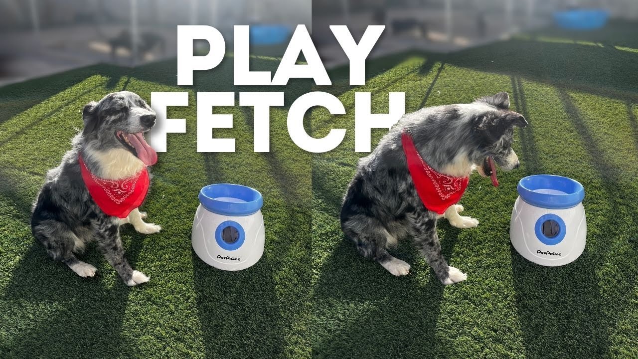 TEACH YOUR DOG TO FETCH (by themselves) | Australian Shepherd Plays ...