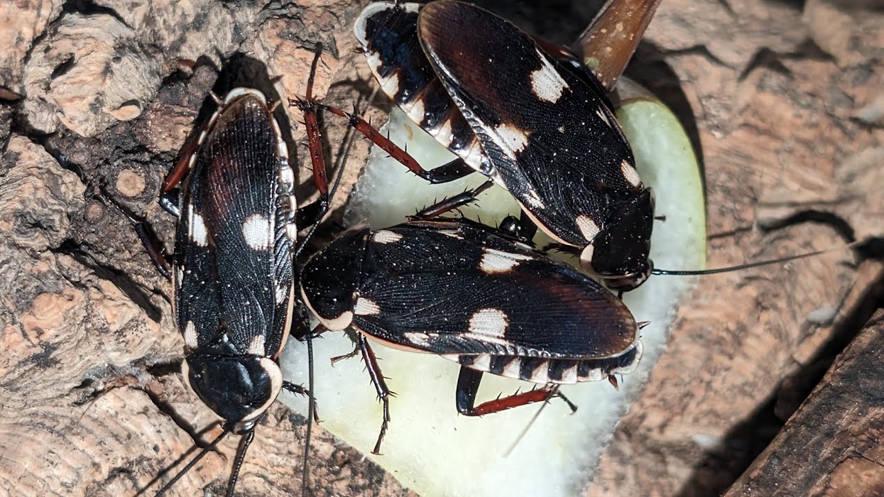 Paranauphoeta formosana - The assassin bug mimic cockroach husbandry # ...