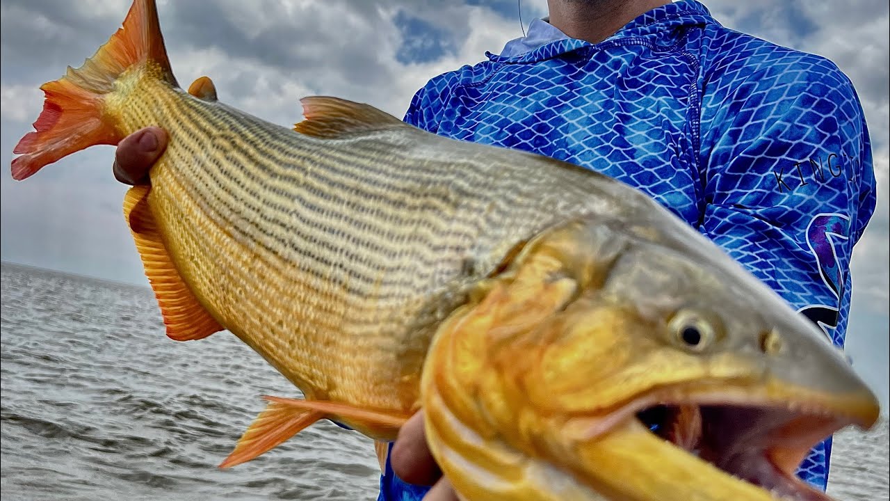 Pesca Surubi y Dorado modo Baitcast Buenos Aires - YouTube