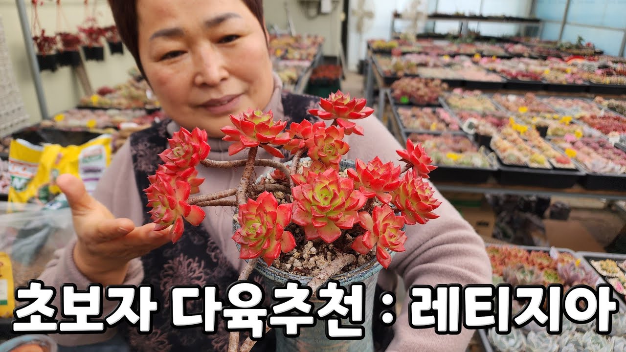 다육추천 알고 보면 달구기 쉬운 레티지아 Youtube