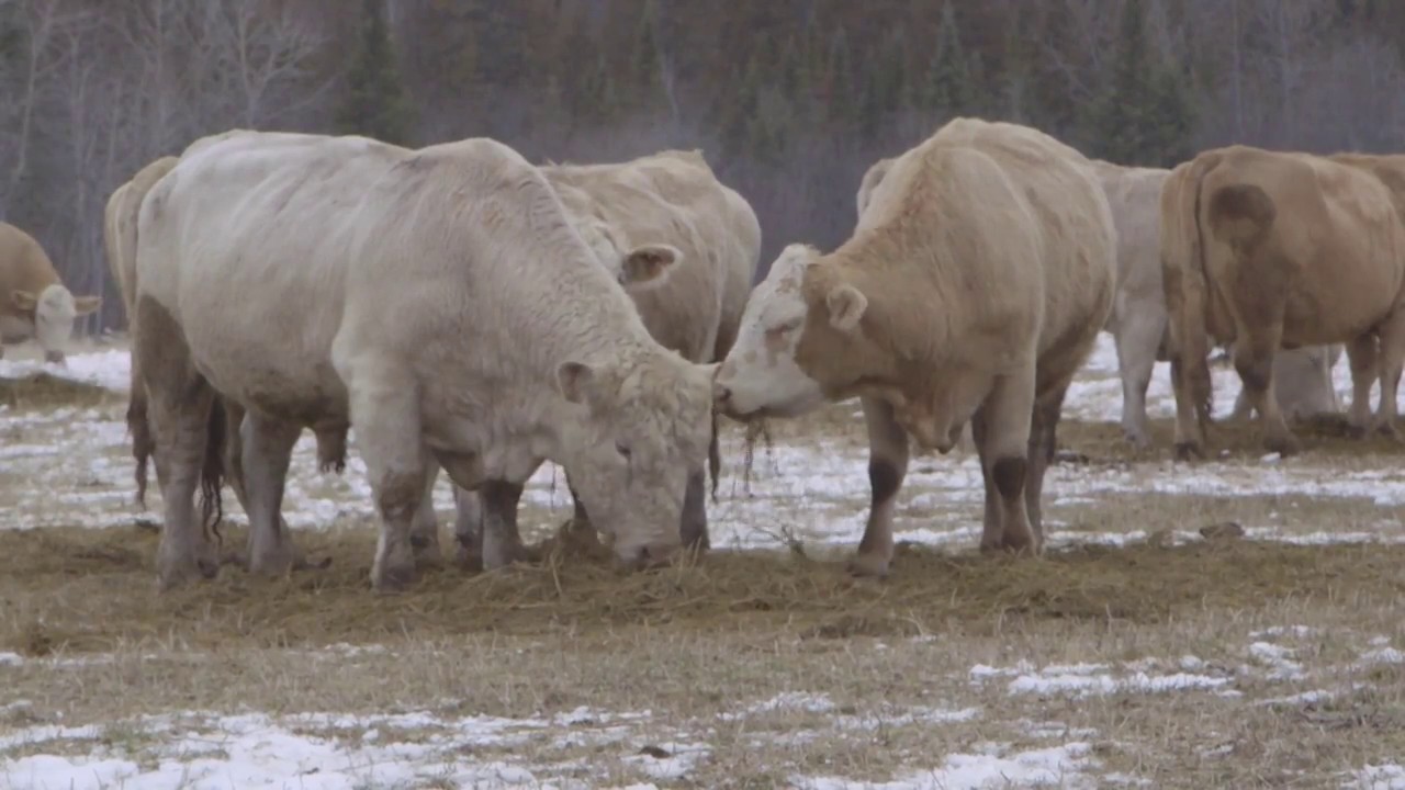 Growing Forward 2 helps northern agriculture realize what’s possible ...